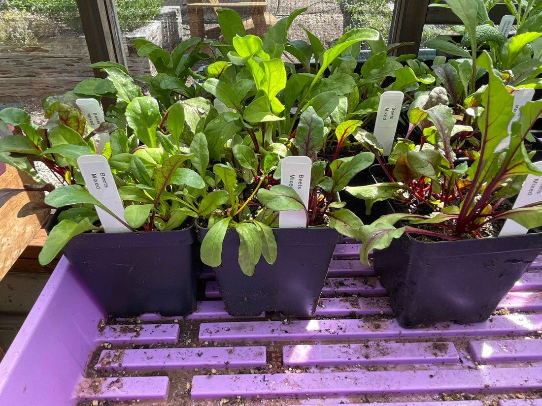Veg Seedlings PREORDER – Sugar Moon Gardens