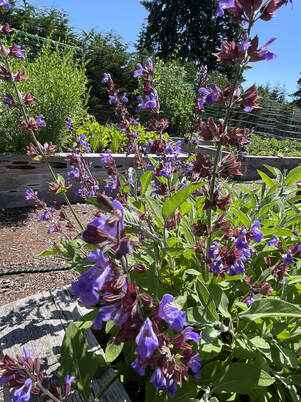 Occasions – Sugar Moon Gardens