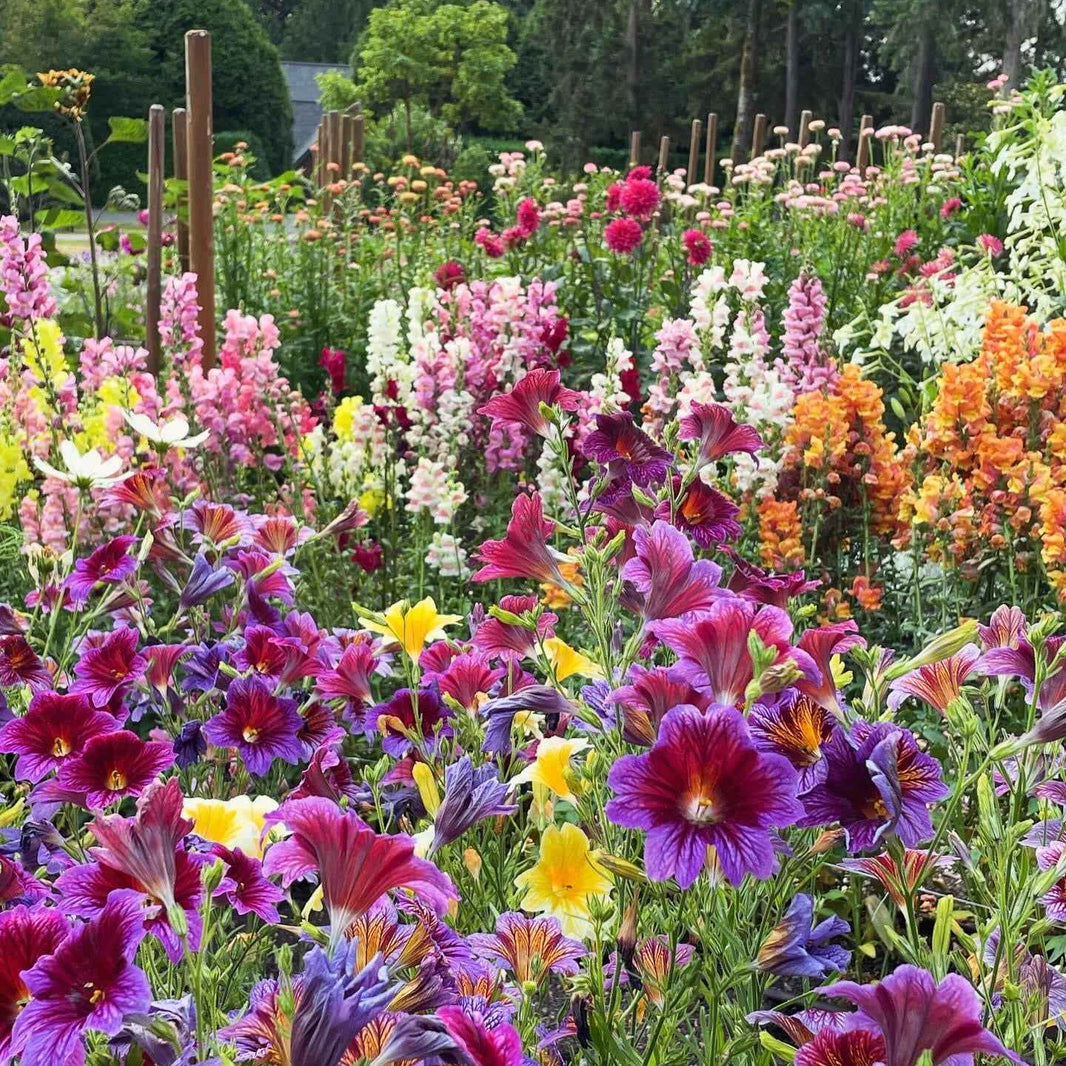 Flower Seeds – Sugar Moon Gardens
