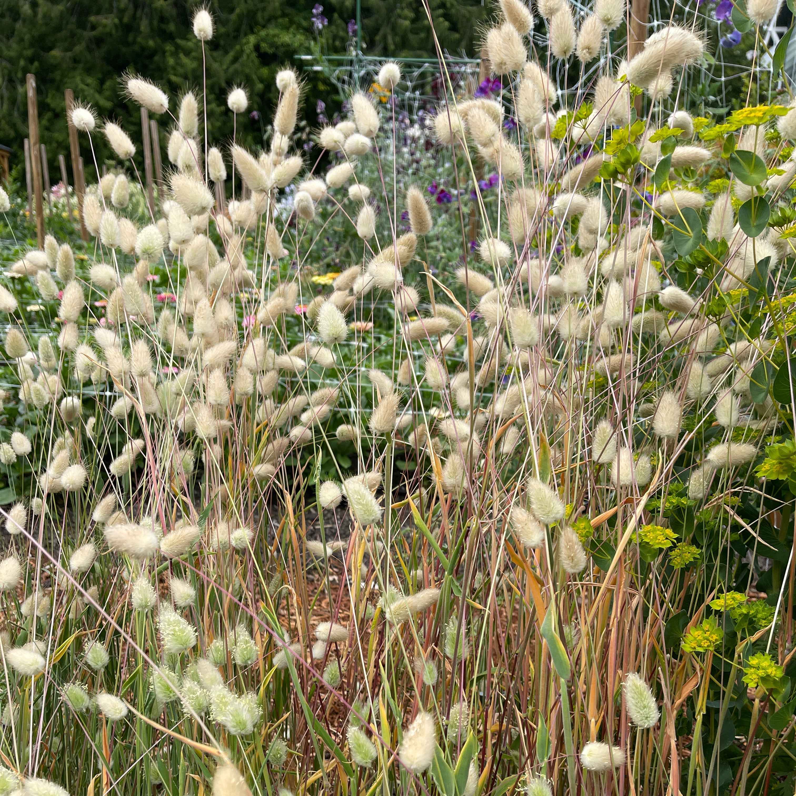 Seeds:‎ Grass - Bunny Tails – Sugar Moon Gardens