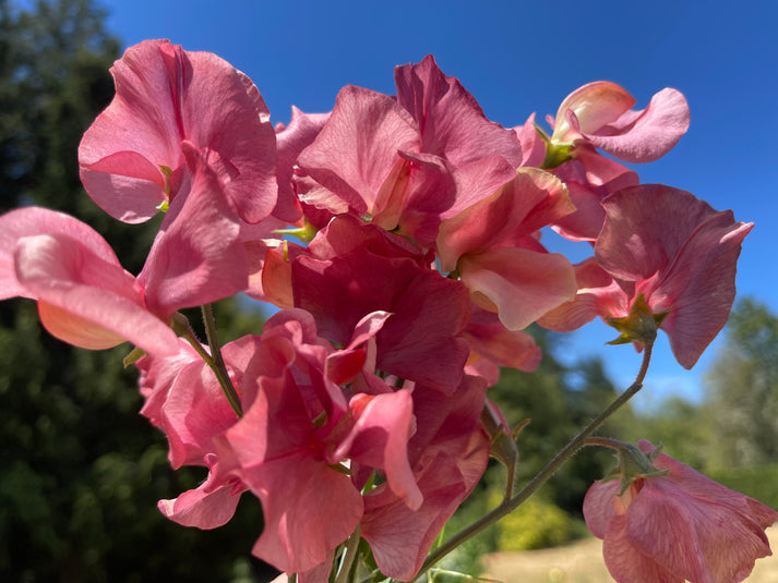 Sweet Pea Seeds for Cut Flowers - King's Ransom – Sugar Moon Gardens