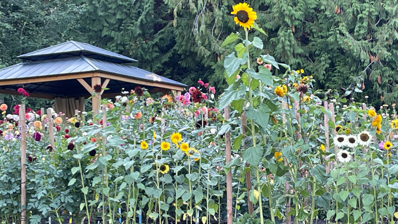 For the Locals – Sugar Moon Gardens