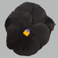 Seeds:‎ Pansy - Atlas Black – Sugar Moon Gardens