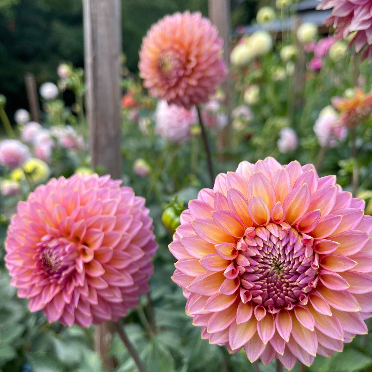 Dahlia Tuber: Bloomquist Mojo – Sugar Moon Gardens