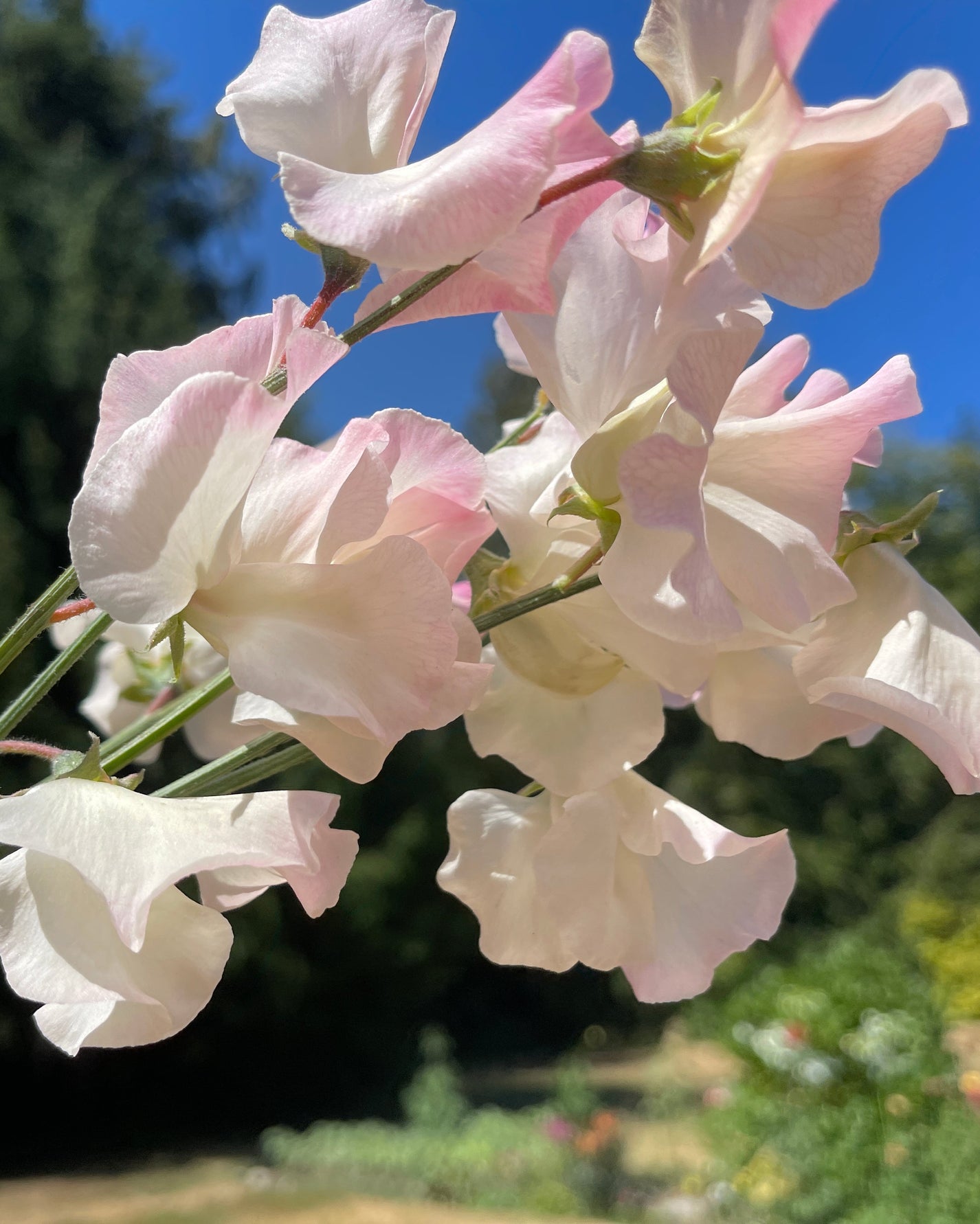 Sweet Pea Seeds for Cut Flowers - Bix – Sugar Moon Gardens