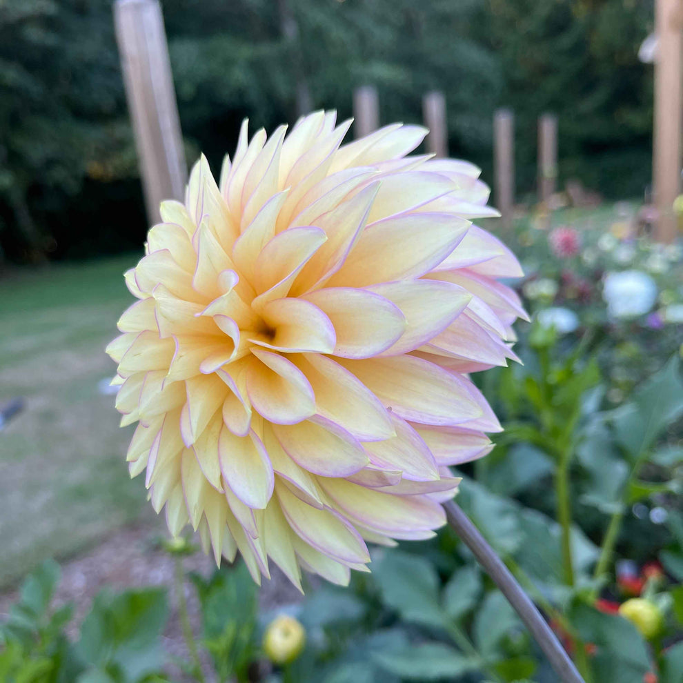 Dahlia Tuber:‎ Bloomquist Blush (limit 1) – Sugar Moon Gardens