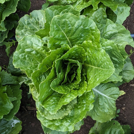 Seeds:‎ Lettuce - Blue Rock – Sugar Moon Gardens