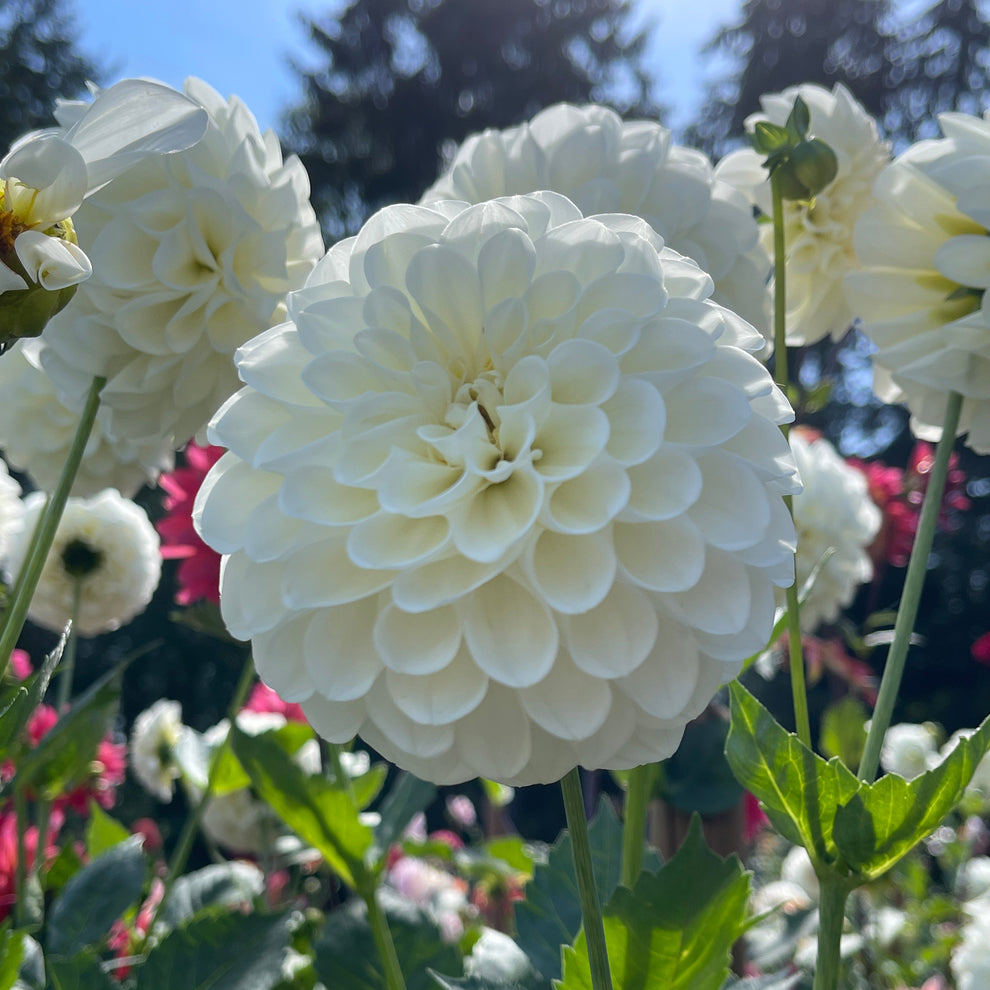 Dahlia Tuber:‎ Boom Boom White – Sugar Moon Gardens