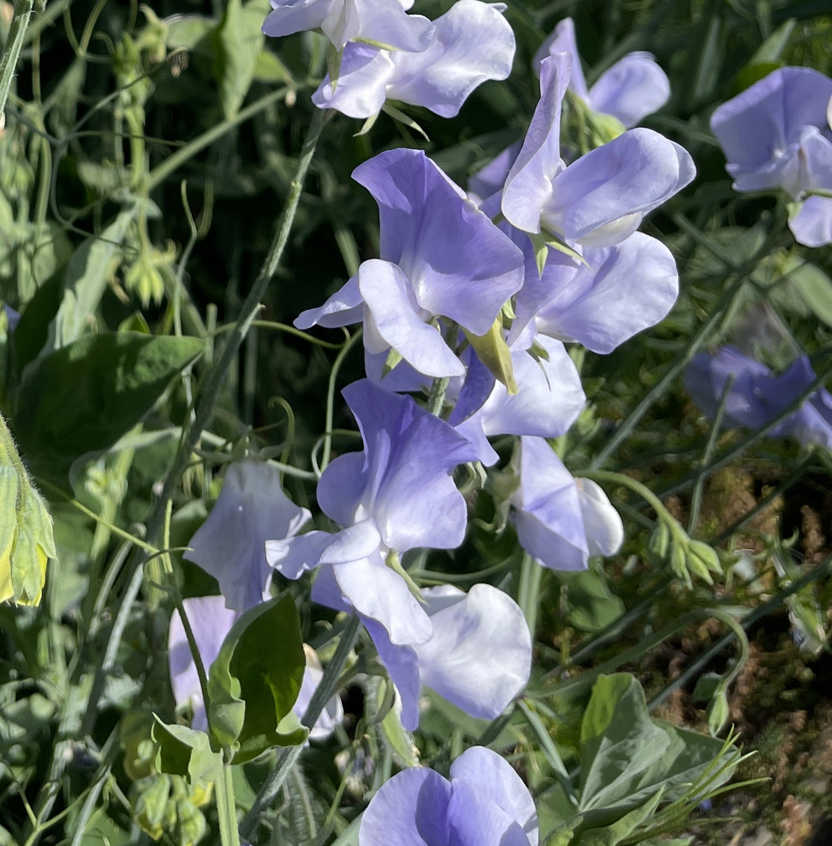 Sweet Pea Seeds for Cut Flowers - Chelsea Centenary – Sugar Moon Gardens