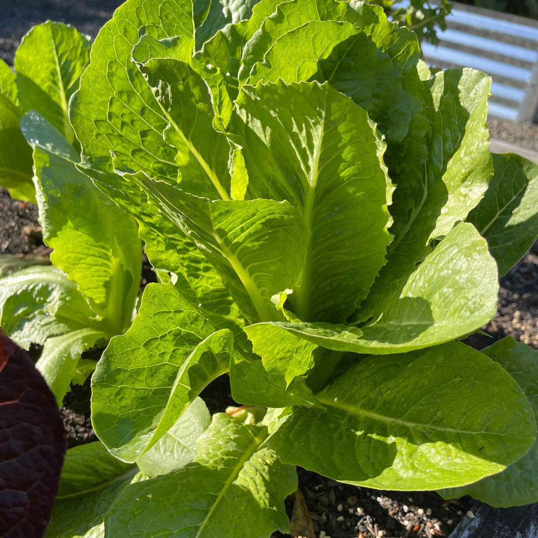 Vegetable Seeds – Sugar Moon Gardens