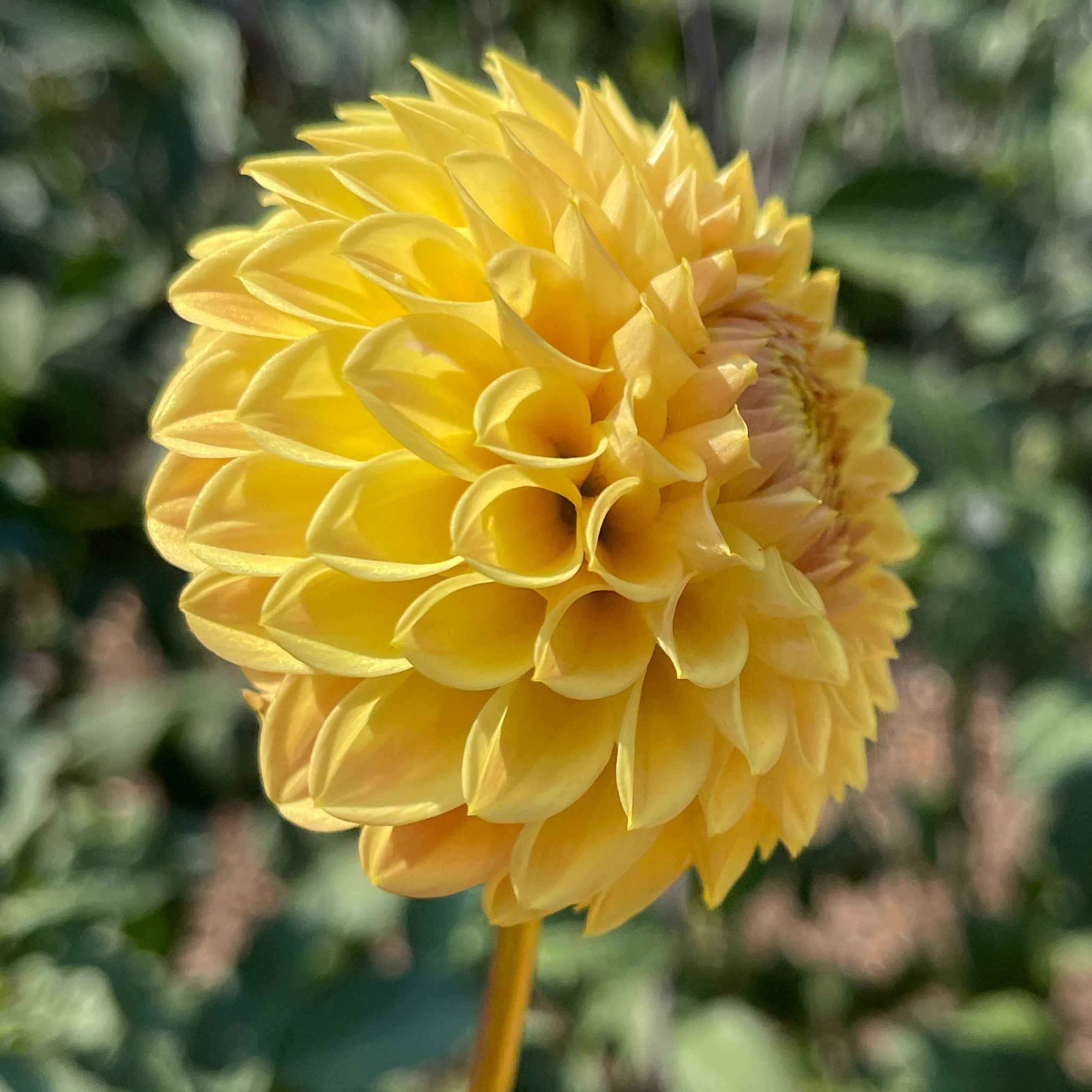 Dahlia Tuber:‎ Formby Crest – Sugar Moon Gardens