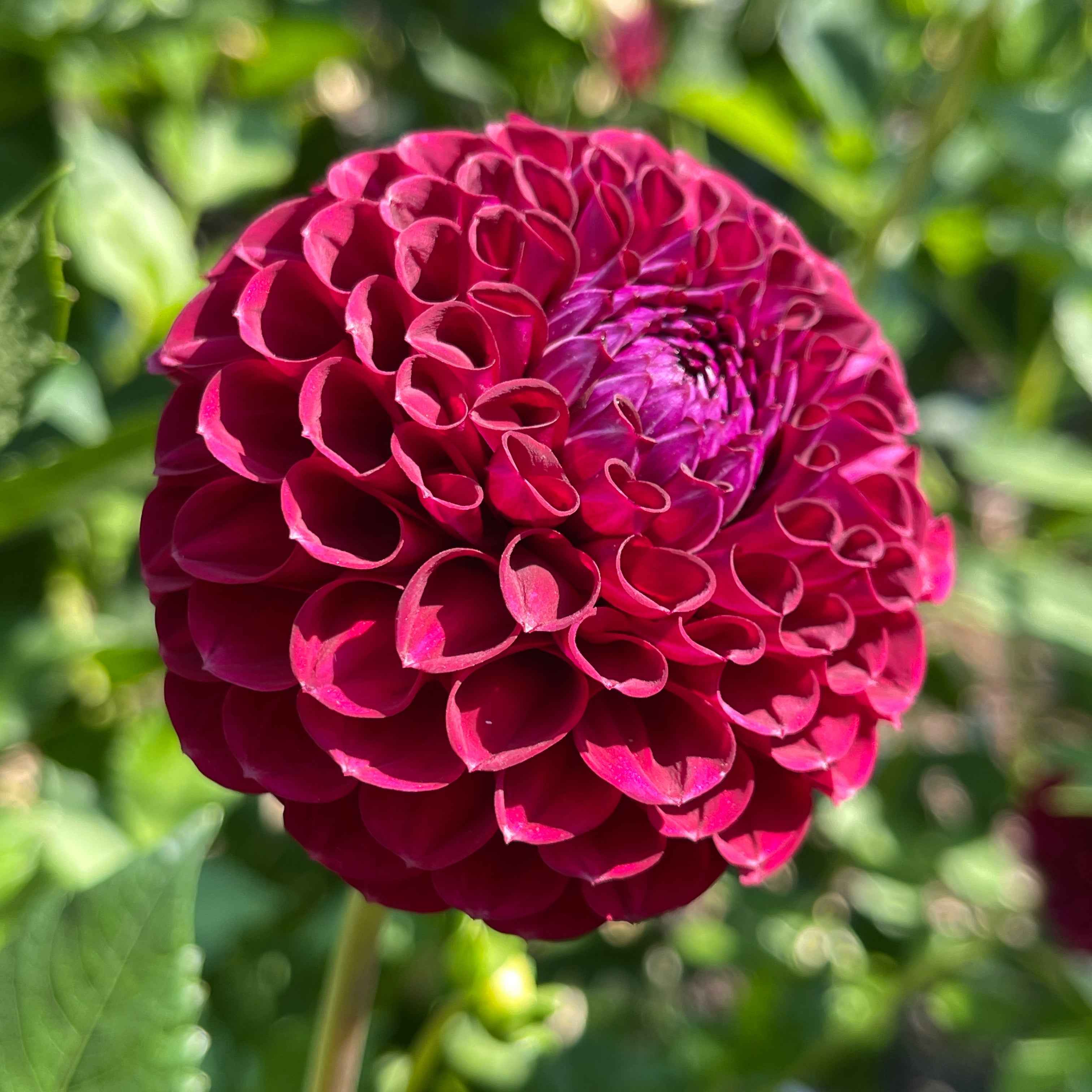 Dahlia Tuber: Grayval Shiraz – Sugar Moon Gardens