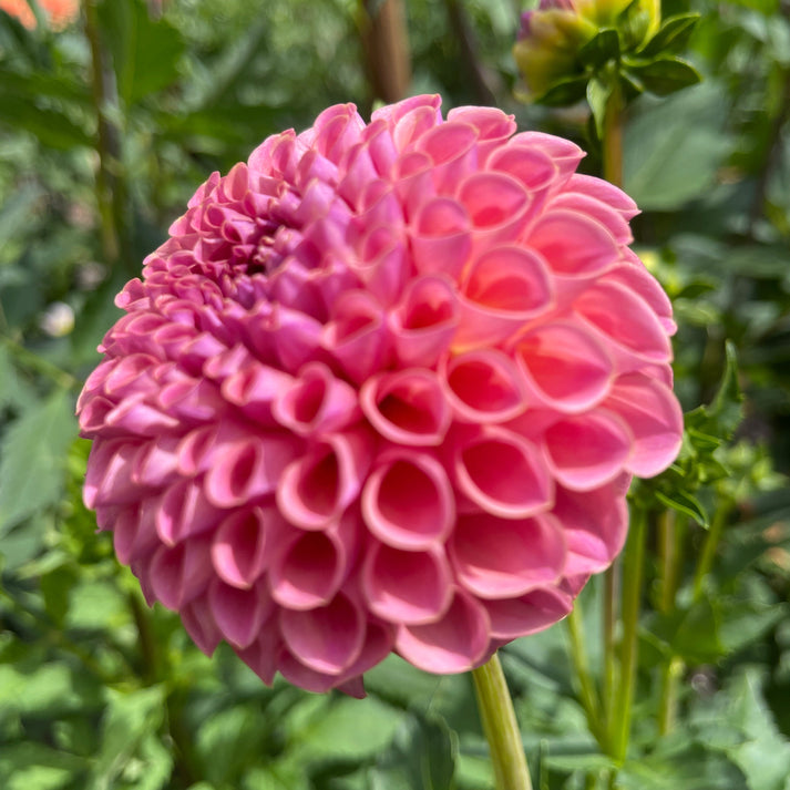 Dahlia Tuber: Jowey Winnie – Sugar Moon Gardens