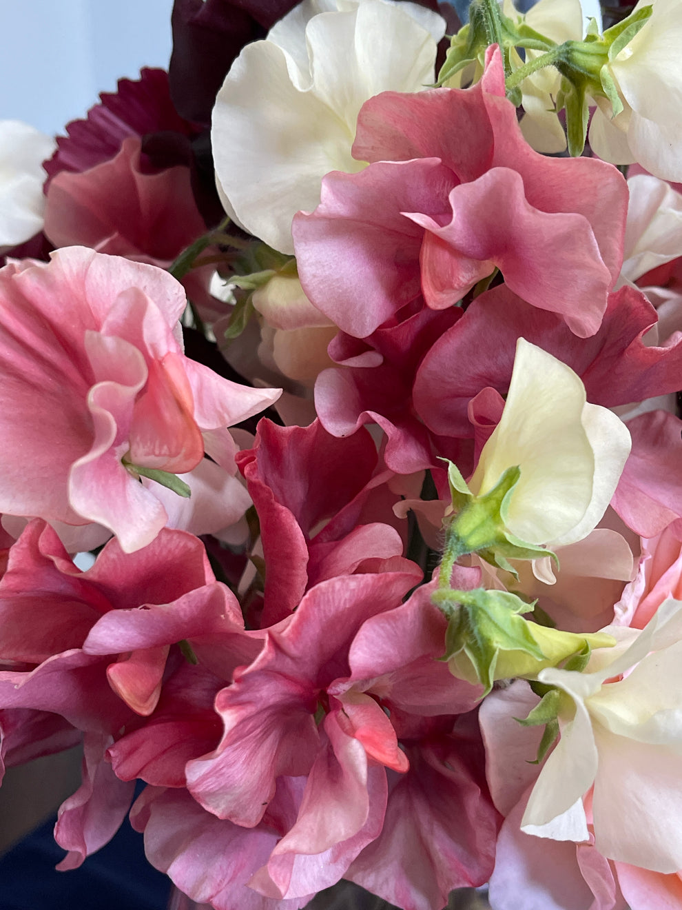 Sweet Pea Seeds for Cut Flowers - King's Ransom – Sugar Moon Gardens