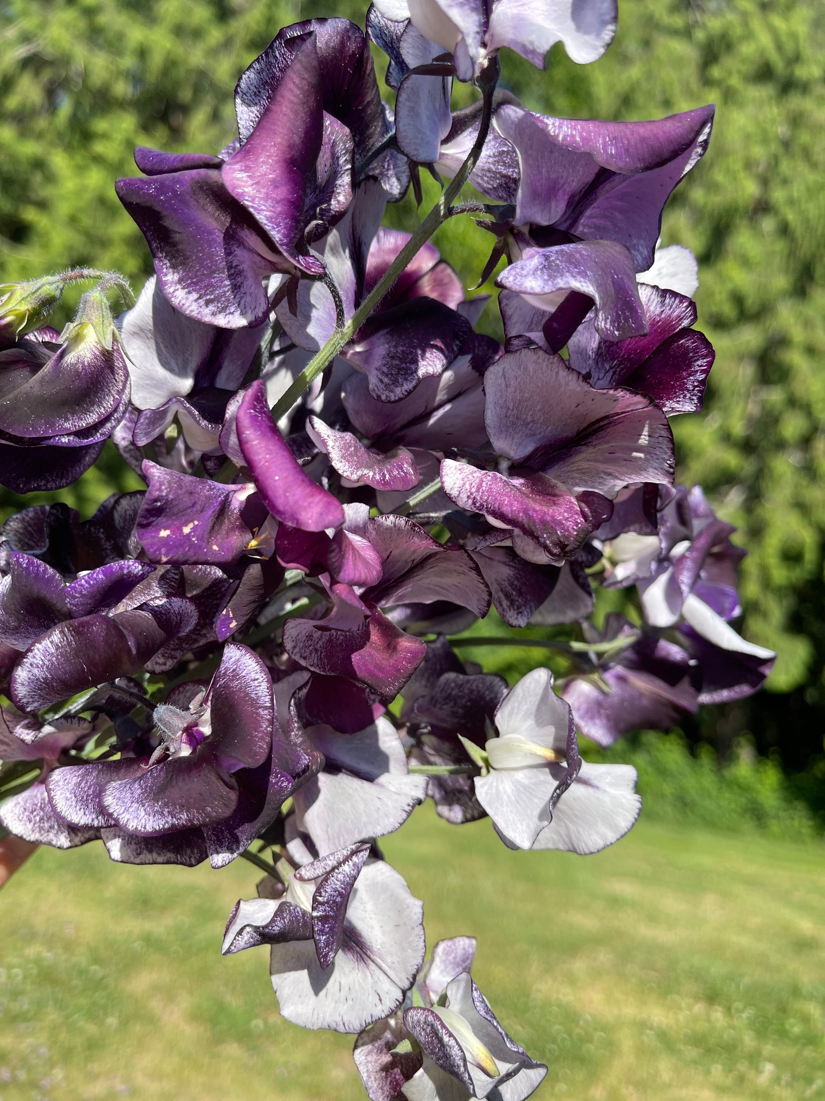 Sweet Pea Seeds for Cut Flowers - Nimbus – Sugar Moon Gardens