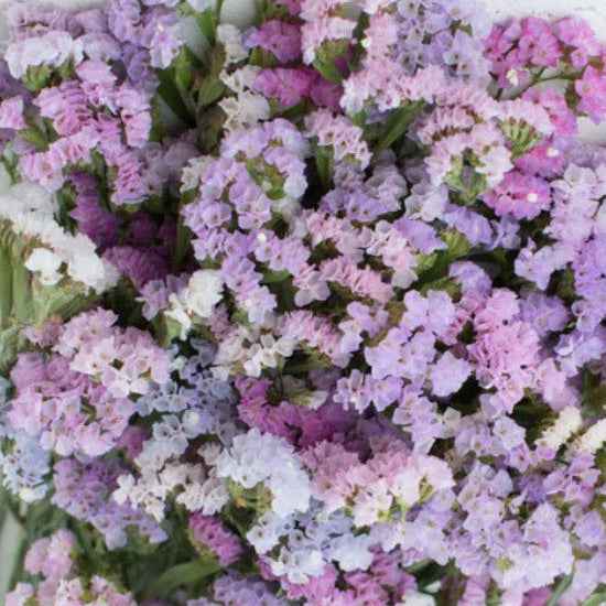 Seeds:‎ Statice - Pastel Shades Mix – Sugar Moon Gardens