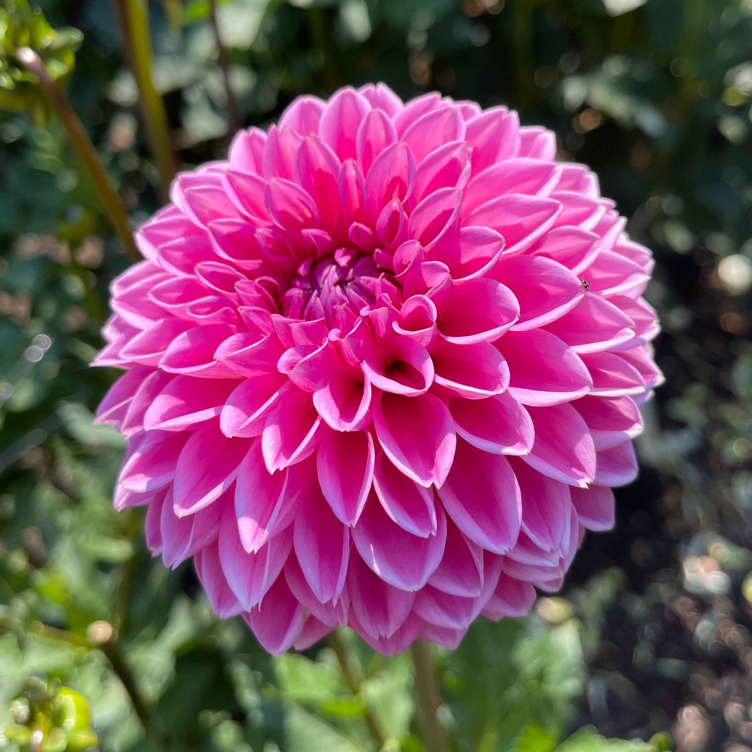 Dahlia Tuber: Pink Sylvia aka Sandra – Sugar Moon Gardens