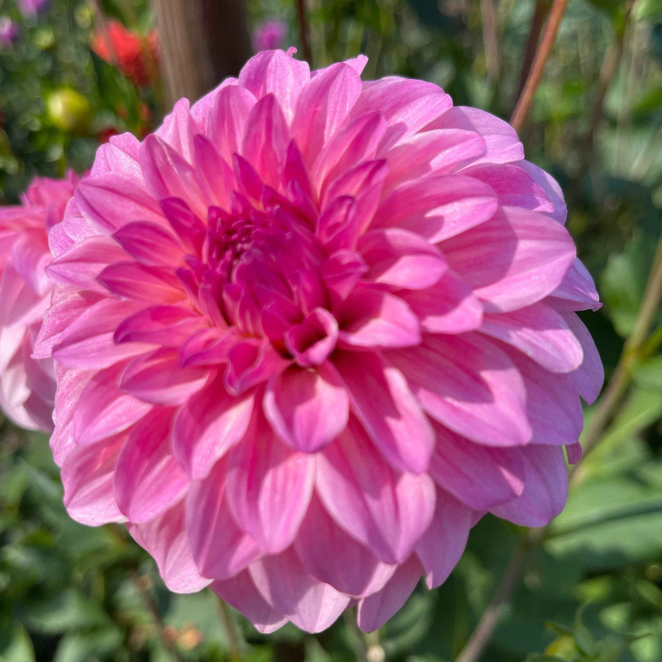 Dahlia Tuber: River's Bubble Gum – Sugar Moon Gardens