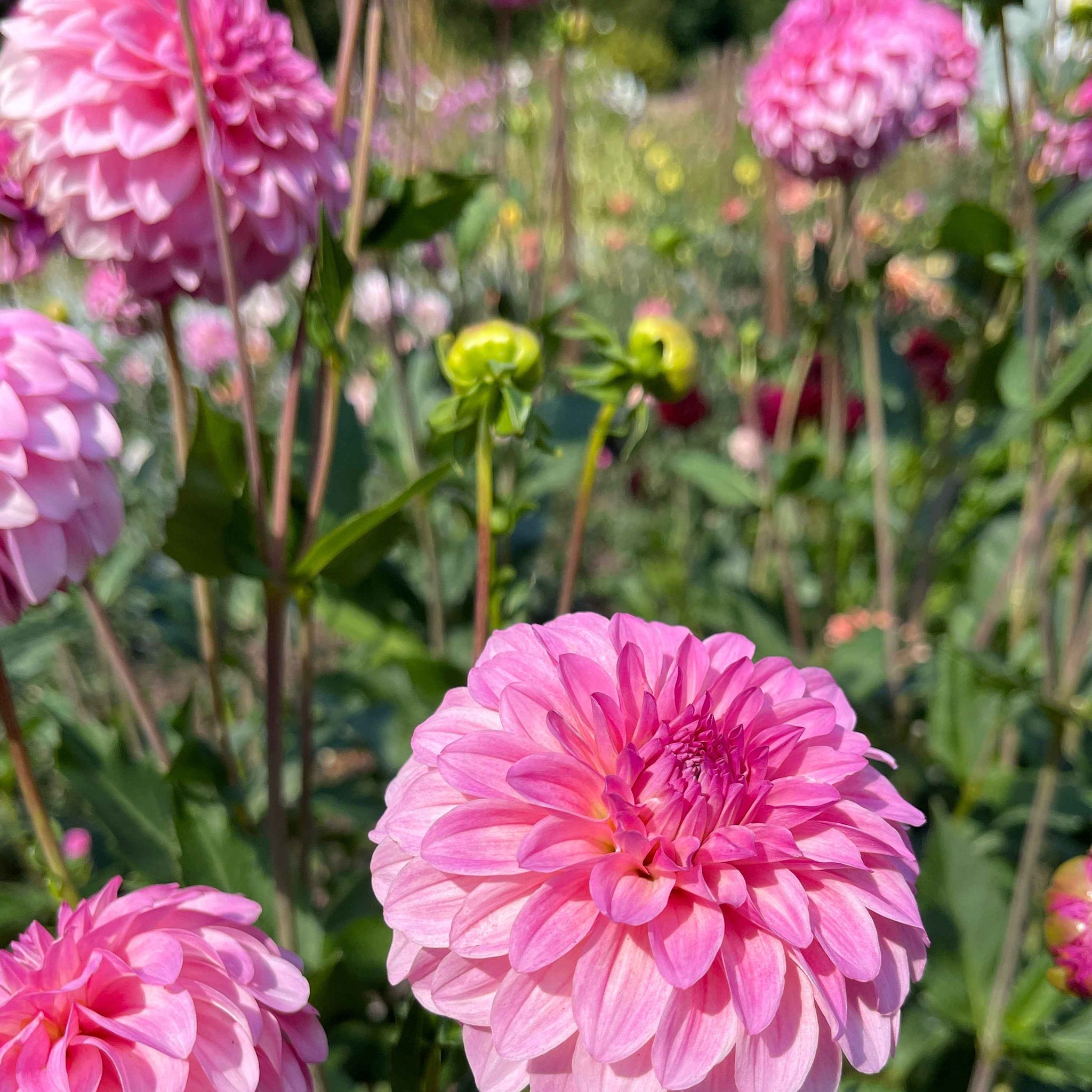 Dahlia Tuber: River's Bubble Gum – Sugar Moon Gardens