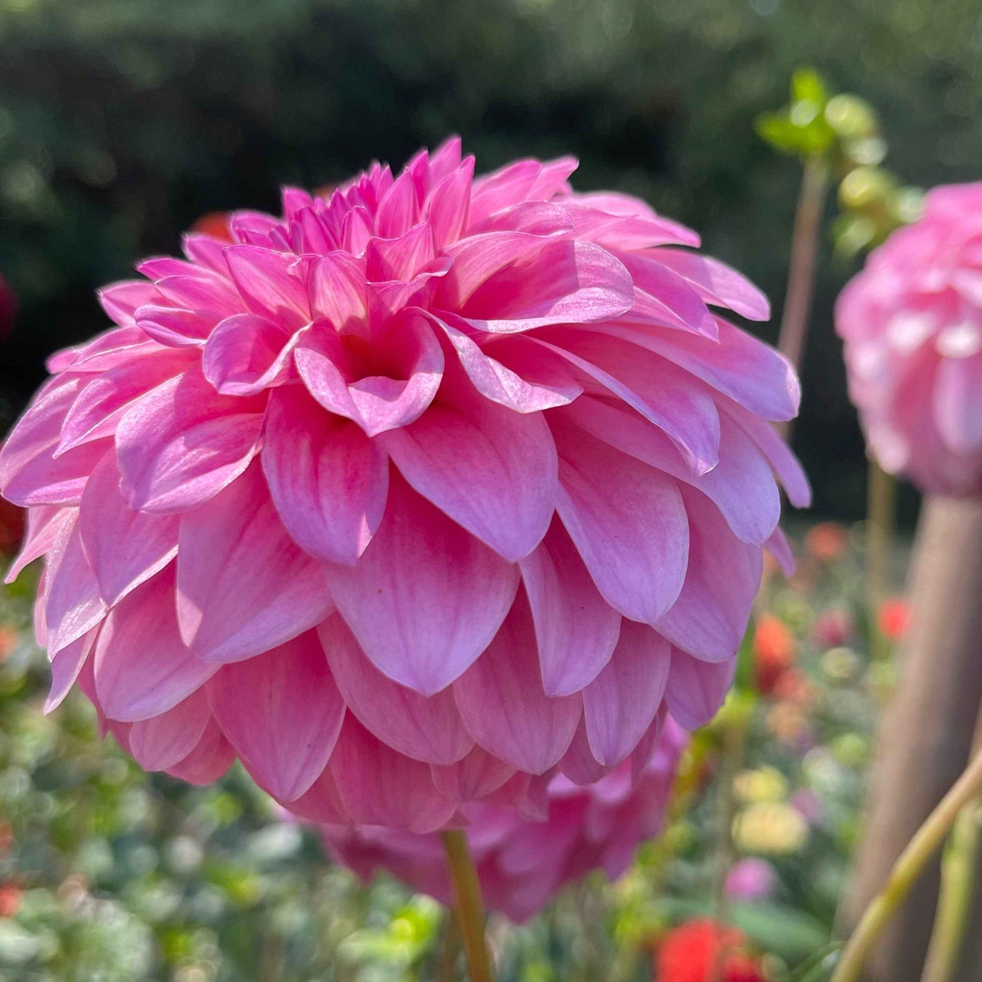 Dahlia Tuber: River's Bubble Gum – Sugar Moon Gardens