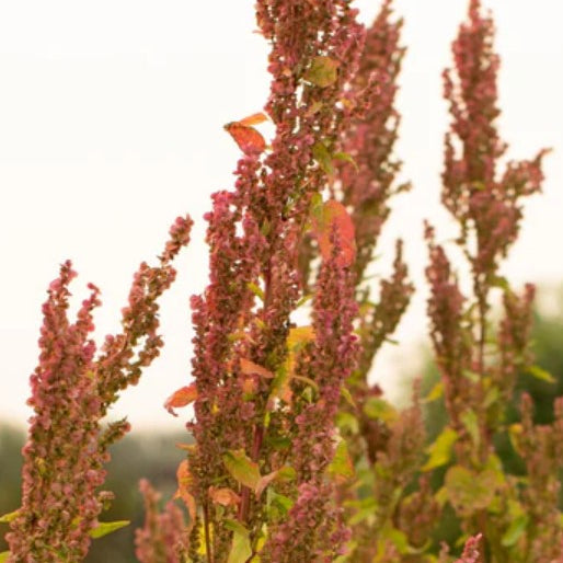 Seeds:‎ Orach - Ruby Gold – Sugar Moon Gardens