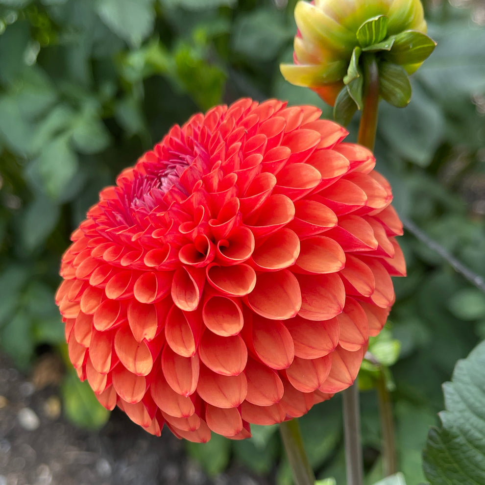 Dahlia Tuber:‎ Valley Rust Bucket – Sugar Moon Gardens