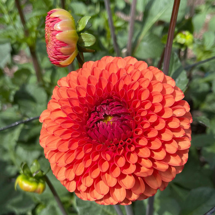 Dahlia Tuber: Valley Rust Bucket – Sugar Moon Gardens