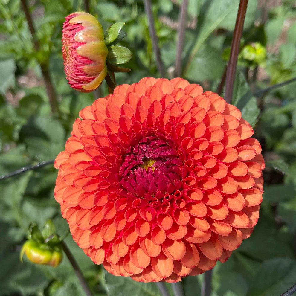 Dahlia Tuber: Valley Rust Bucket – Sugar Moon Gardens