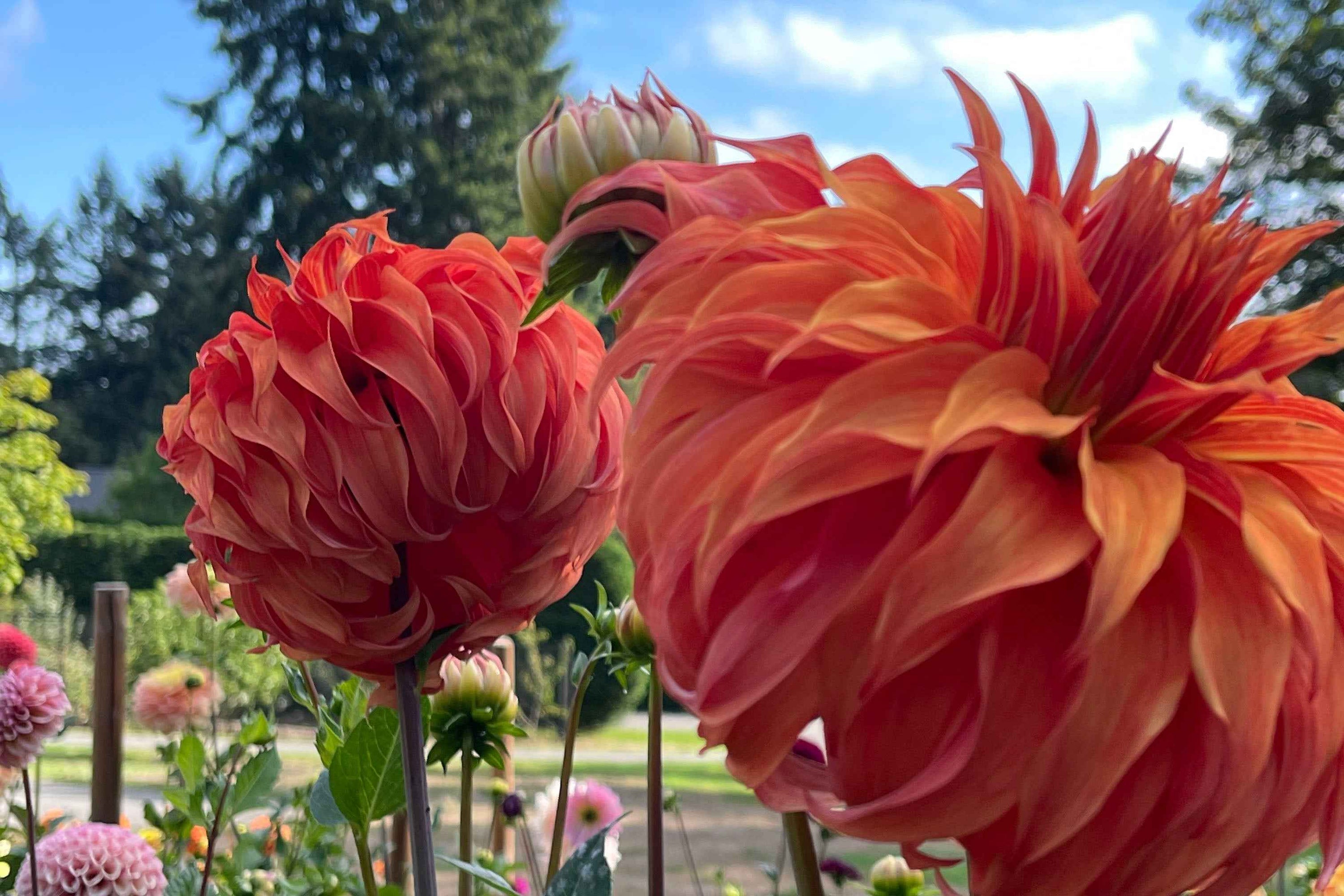 About – Sugar Moon Gardens