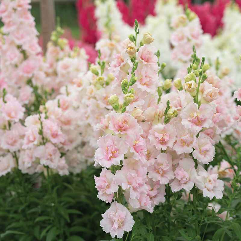 Seeds:‎ Snapdragon - Double Frappe Light Pink F1 – Sugar Moon Gardens